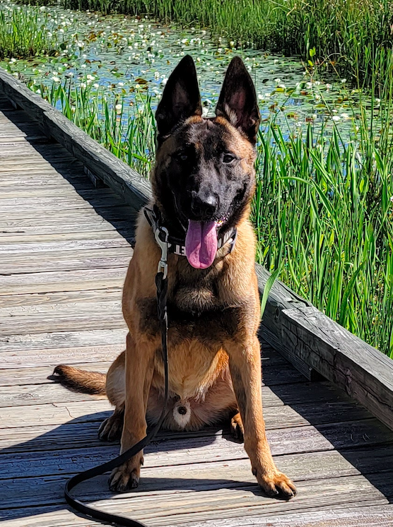 Available Dogs - Blue Blood Canine